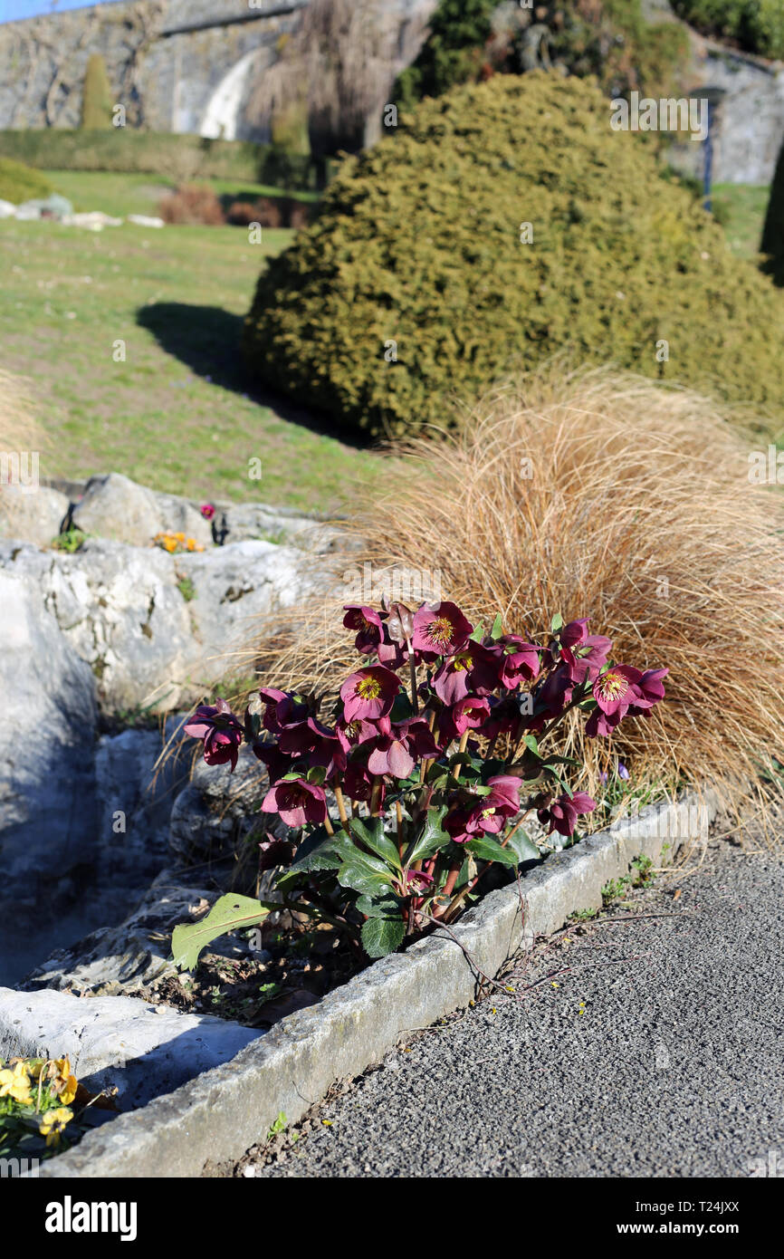 Beautiful dark red flowers with some rocks, street and other plants in ...