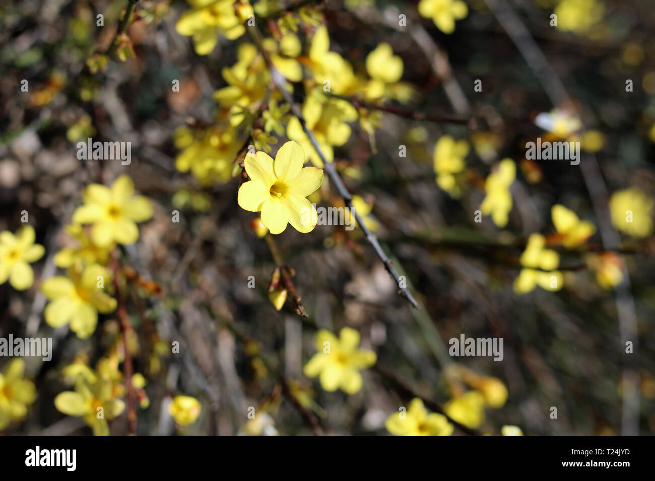 Little yellow flowers growing from a bush in Switzerland. Beautiful ...