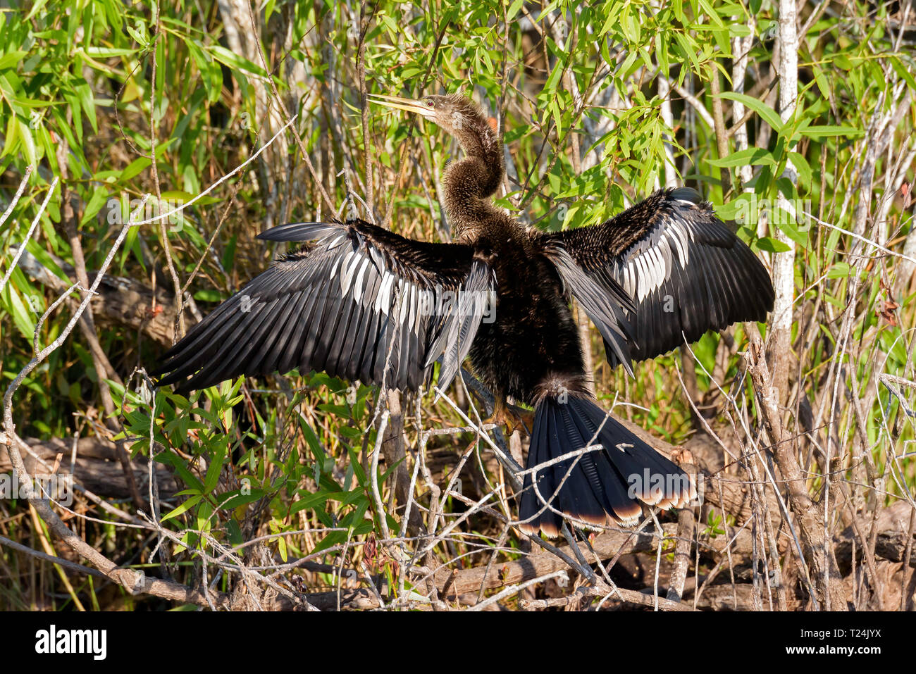 Female anhinga hi-res stock photography and images - Alamy