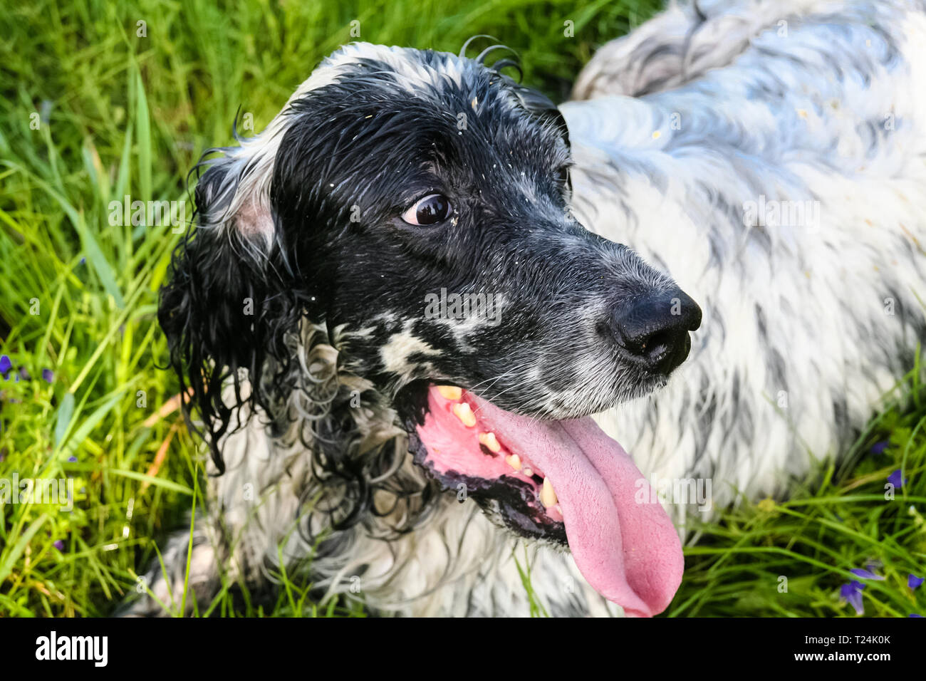 Head of beautiful english setter. Siberia, Russia Stock Photo - Alamy