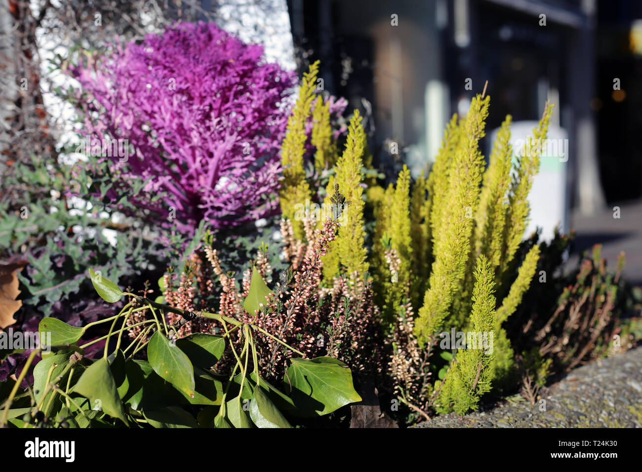 Purple plants and different other plants of flowers growing in the city ...