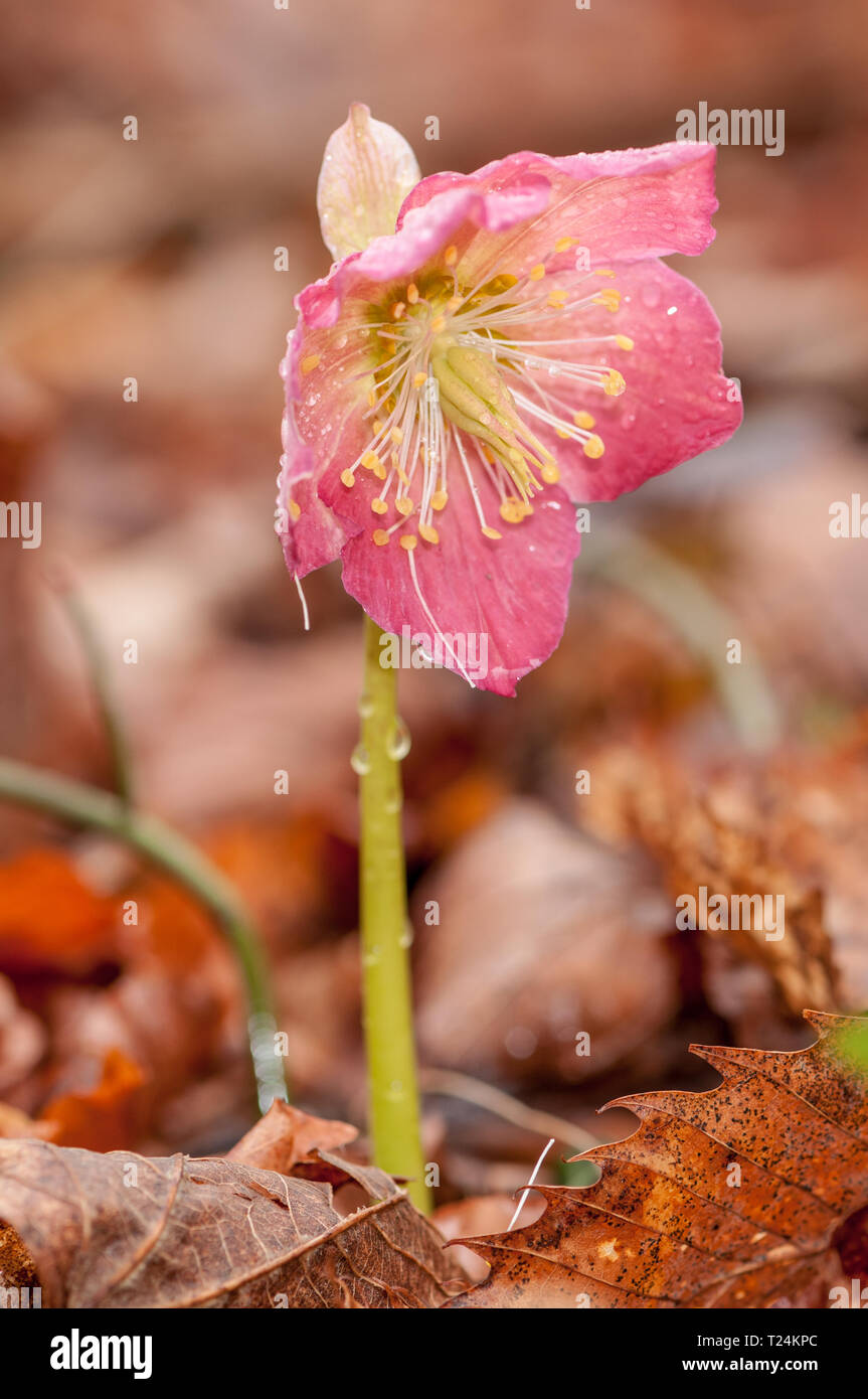 Purple Helleborus flower with stamen in forest with rain drops Stock ...
