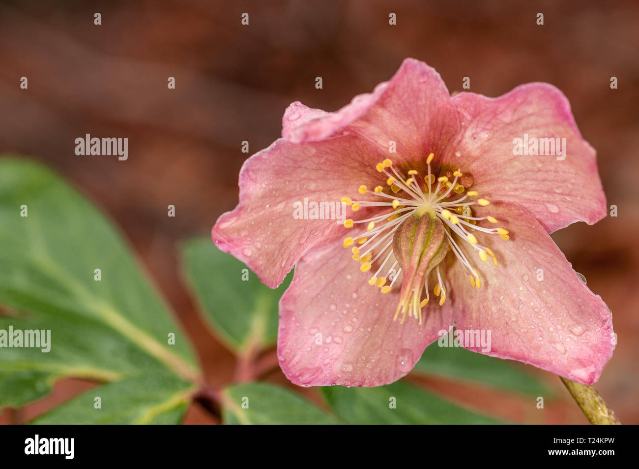 Purple Helleborus flower with stamen in forest with rain drops Stock ...