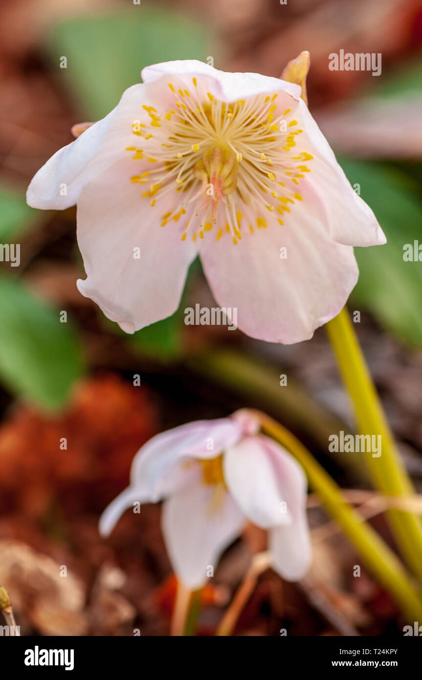 Helleborus flower with stamen in forest in sunlight Stock Photo - Alamy