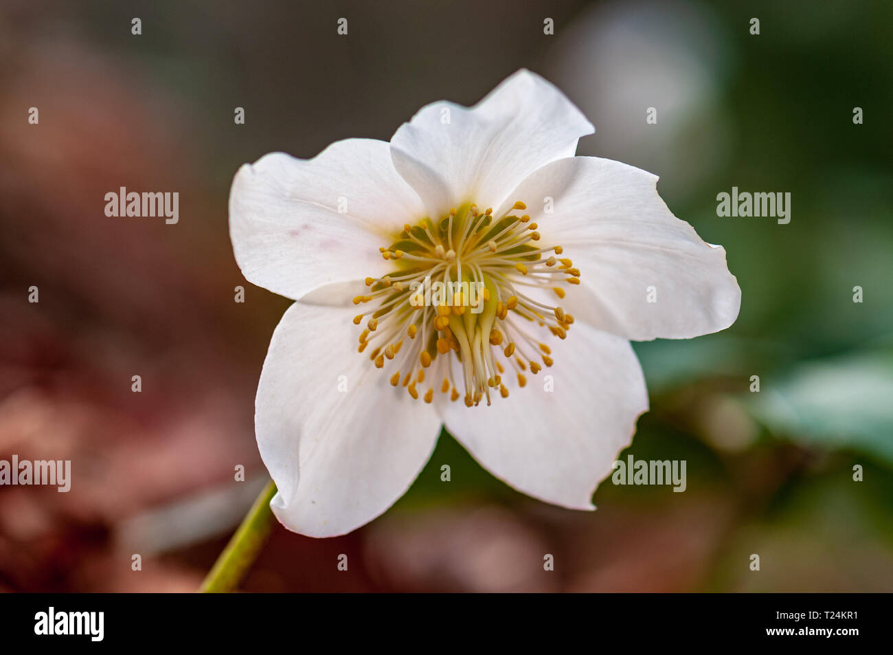 Helleborus flower with stamen in forest in sunlight Stock Photo - Alamy
