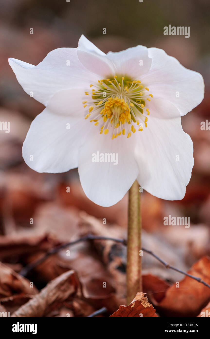 Helleborus flower with stamen in forest in sunlight Stock Photo - Alamy