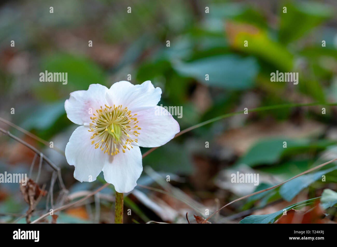 Helleborus flower with stamen in forest in sunlight Stock Photo - Alamy