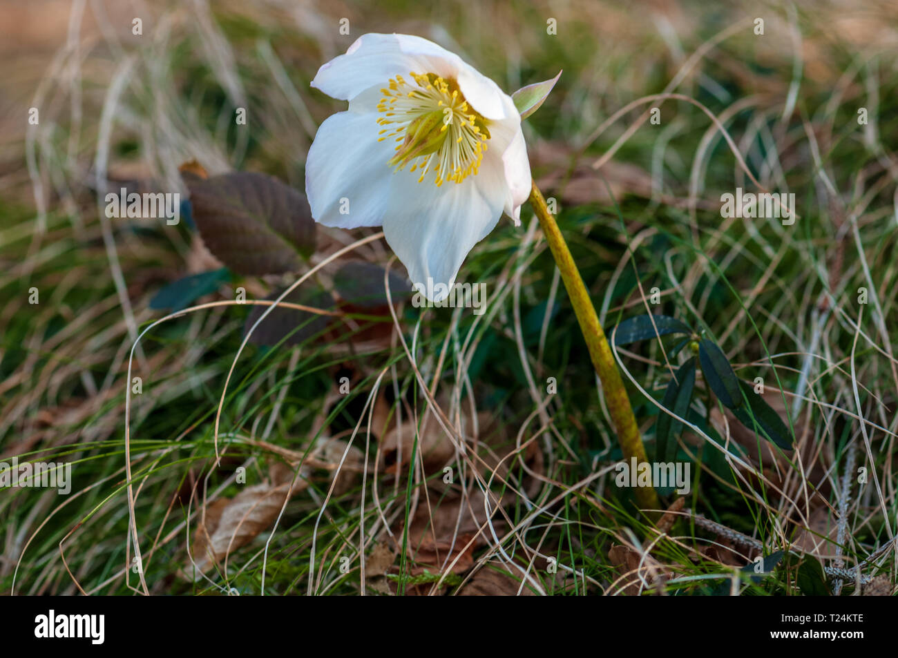 Helleborus flower with stamen in forest in sunlight Stock Photo - Alamy