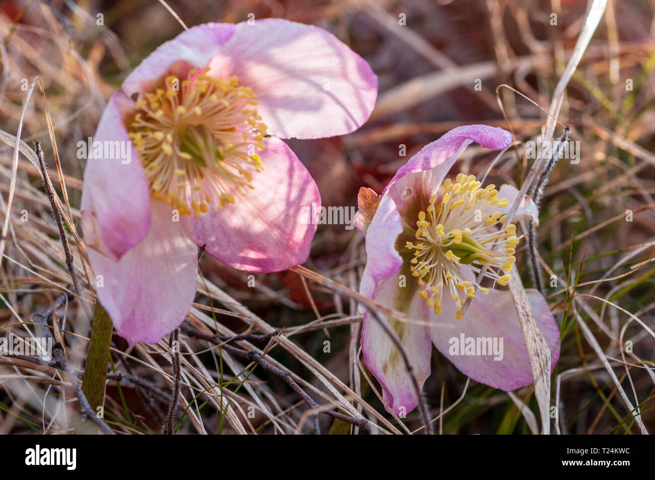 Helleborus flower with stamen in forest in sunlight Stock Photo - Alamy