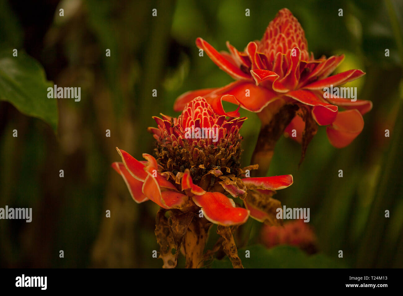 Etlingera elatior (also known as torch ginger, ginger flower, red ...
