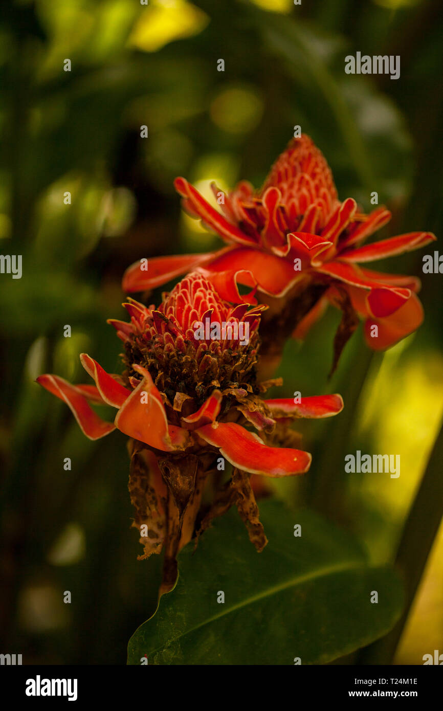 Etlingera elatior (also known as torch ginger, ginger flower, red ...