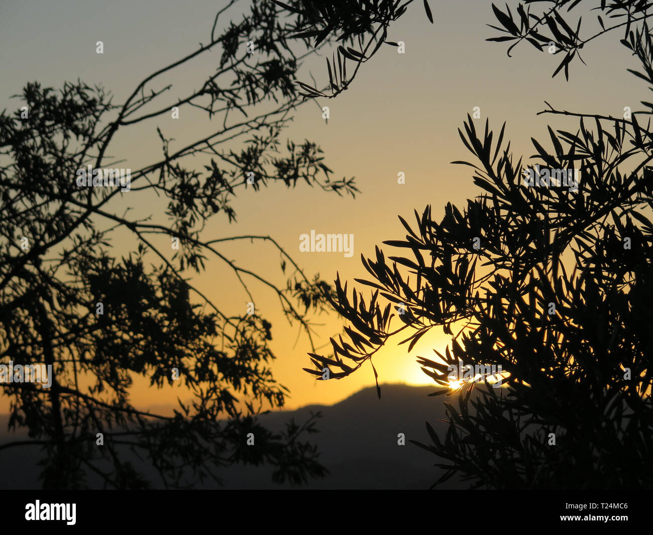 Earlly morning Orange sunrise behind olive trees Stock Photo - Alamy