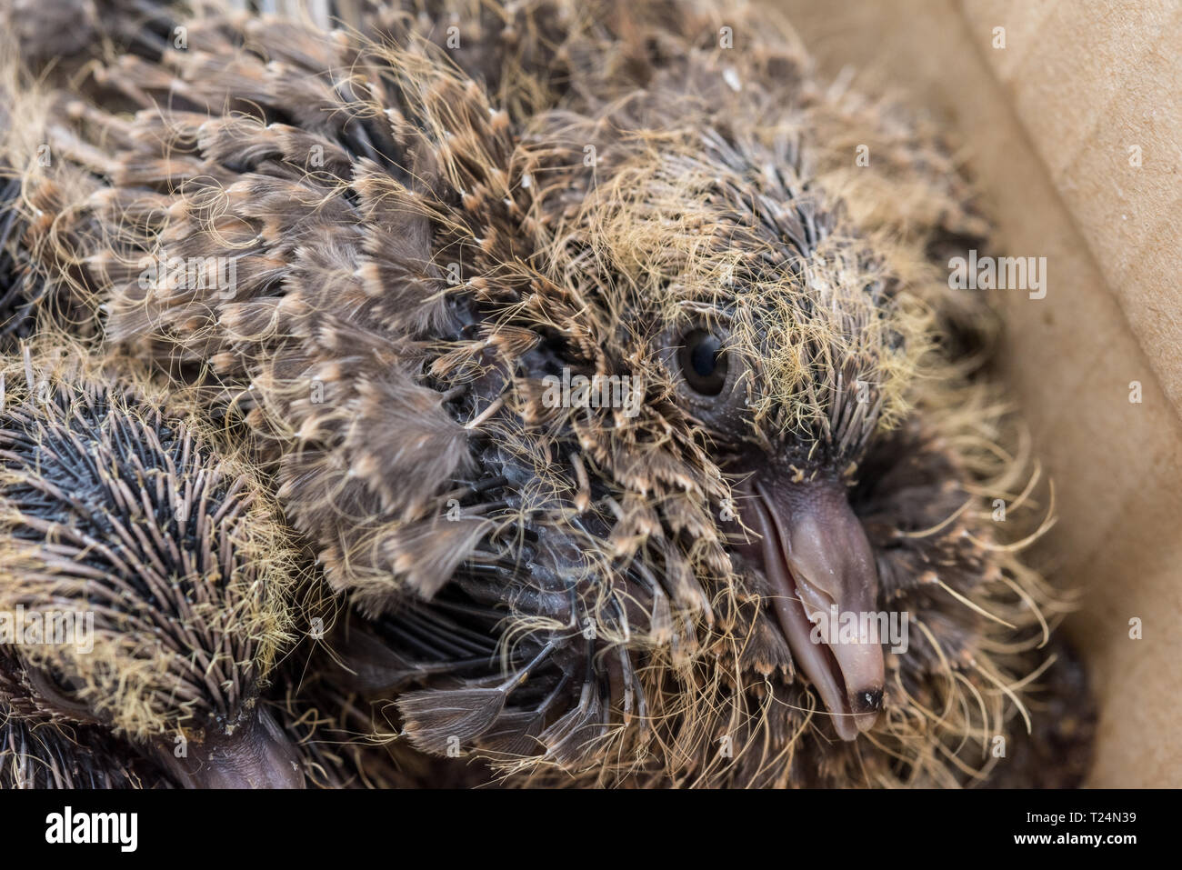 Baby Laughing dove (Streptopelia senegalensis) feedlings - newborn ...