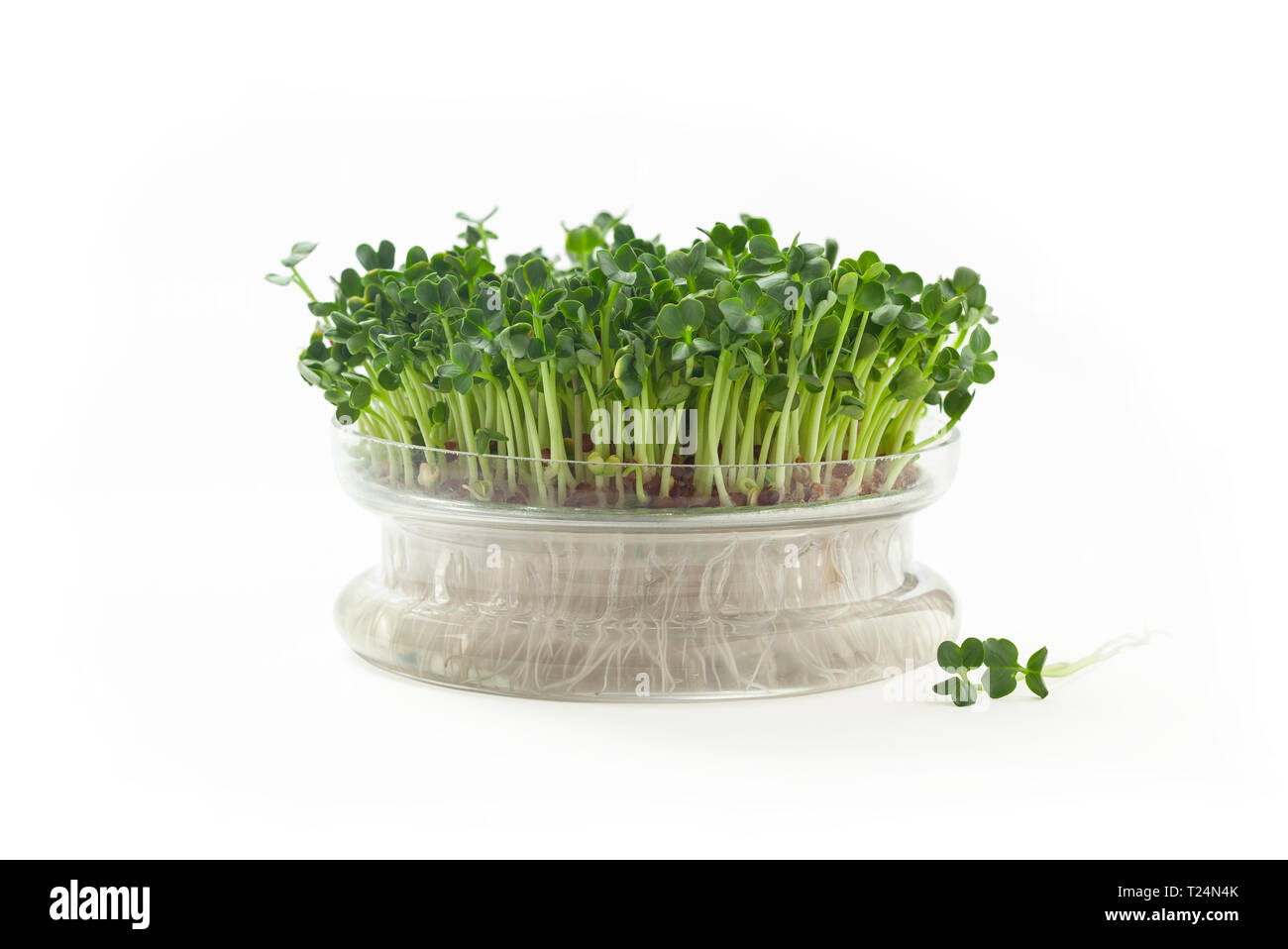 Glass germination with radish sprouts Stock Photo - Alamy