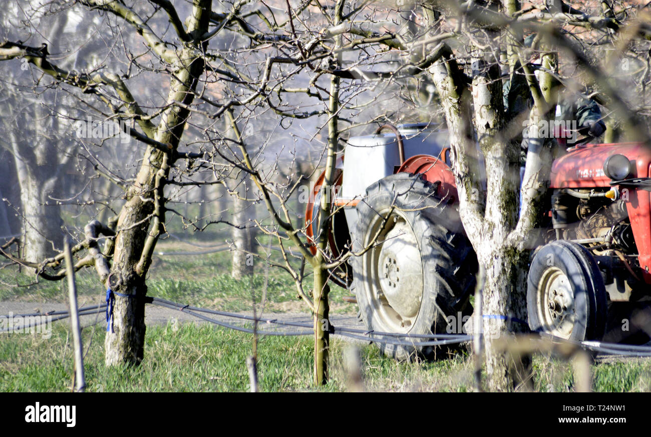 Picture of a spraying apple orchard in spring Stock Photo - Alamy