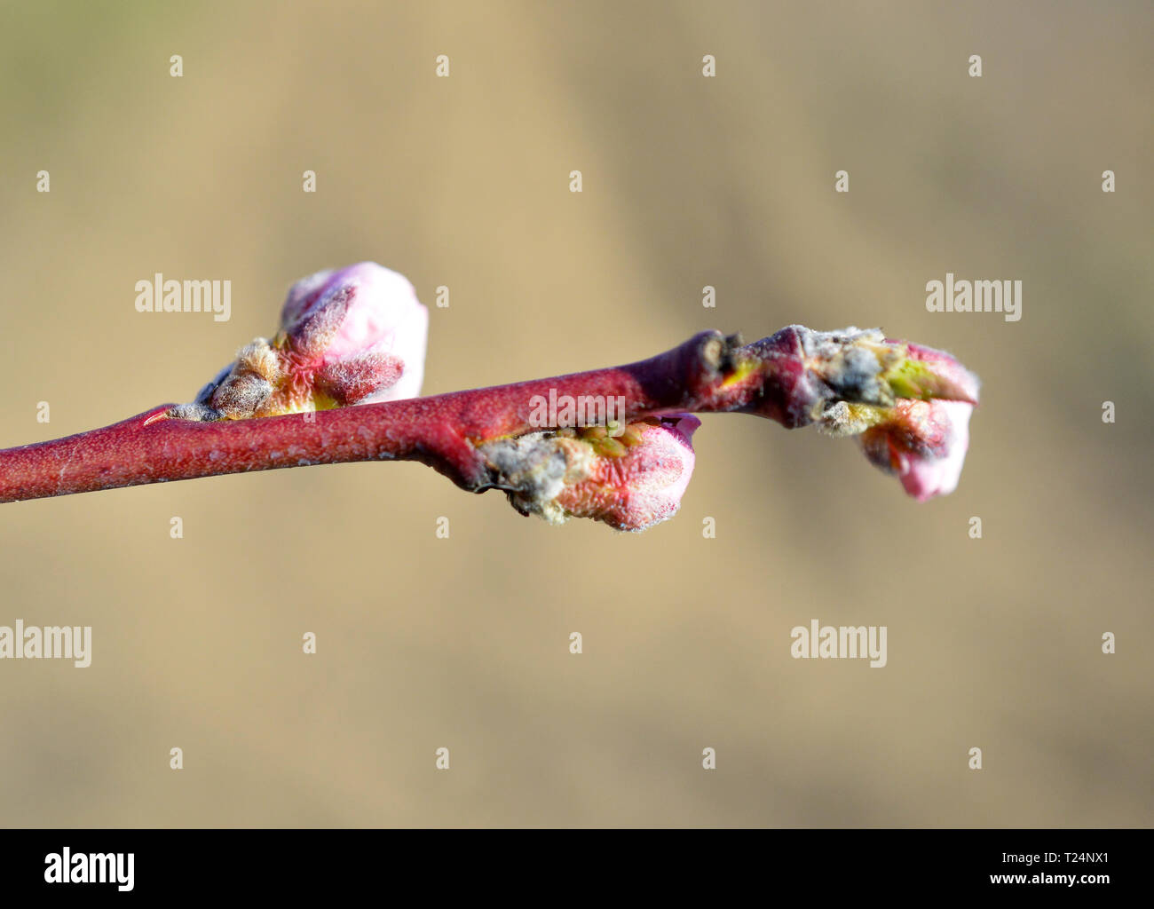 Blossoming peach buds in early spring. The first leaves on fruit trees ...
