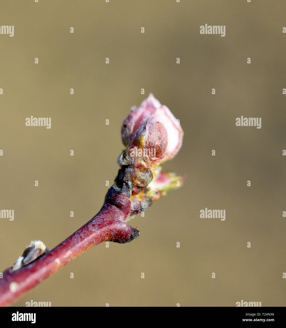 Peach Plum Garden High Resolution Stock Photography and Images - Alamy