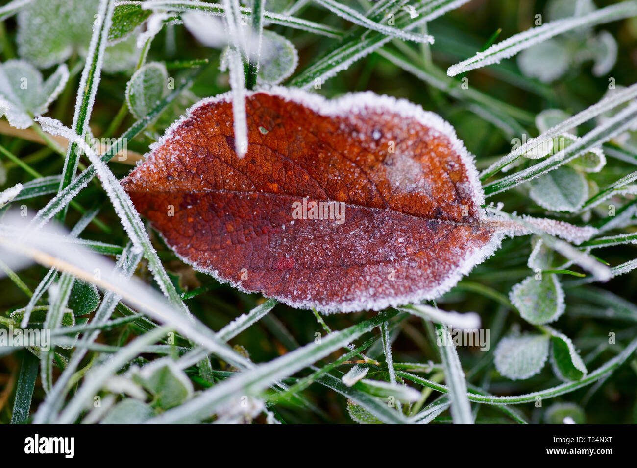 First fall leaf hi-res stock photography and images - Alamy
