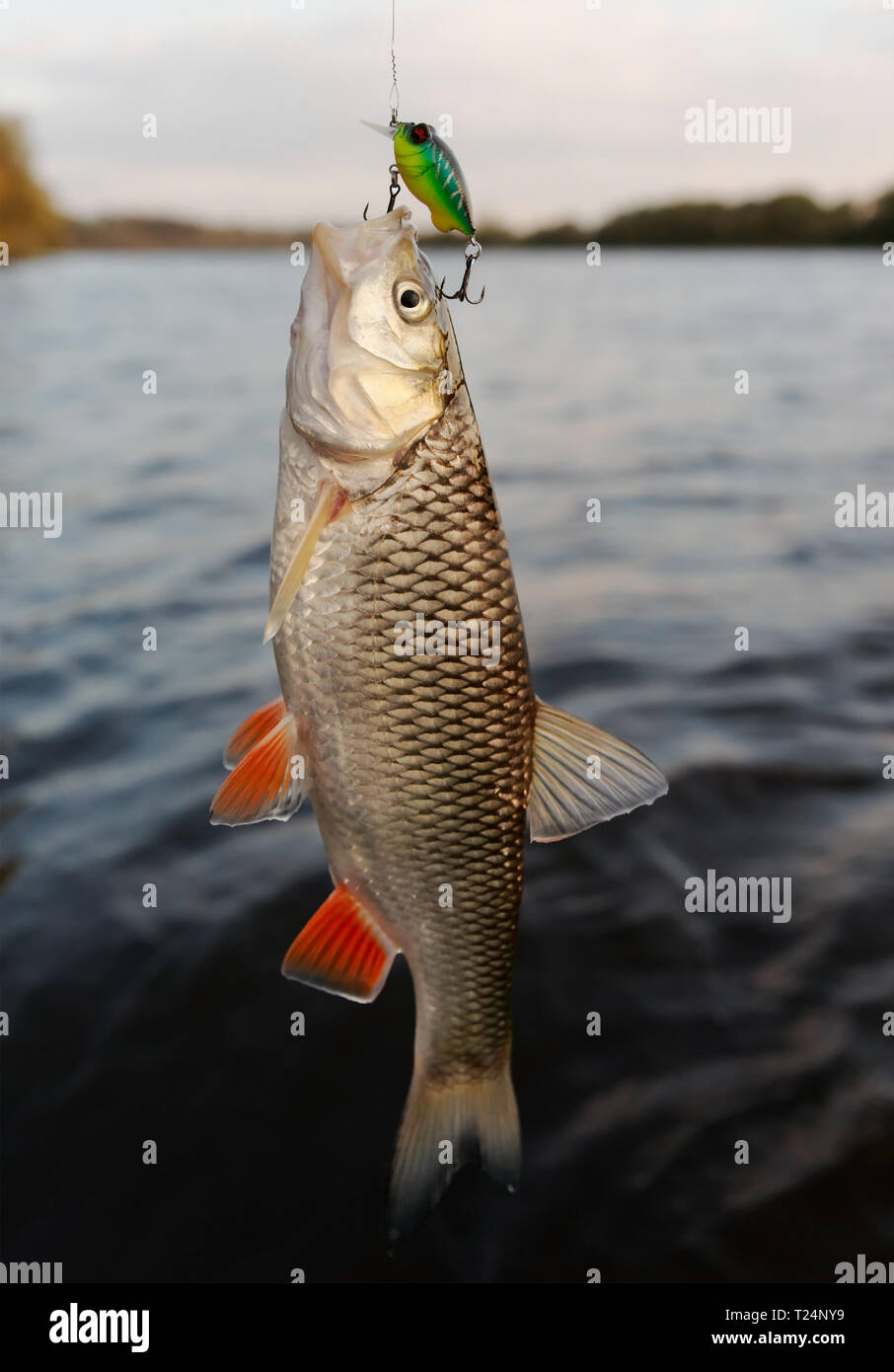 Fishing for chub hi-res stock photography and images - Alamy