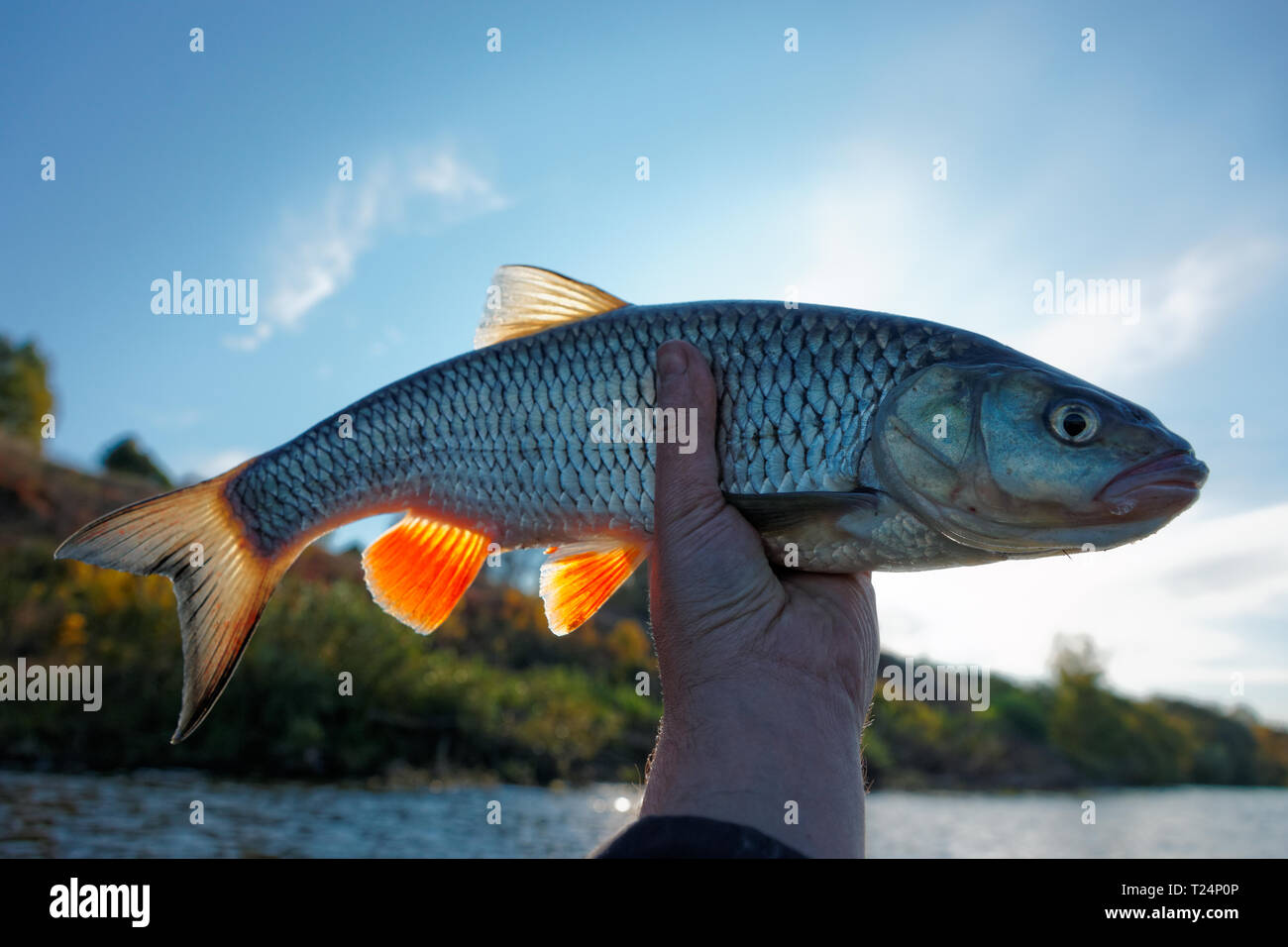 Chub Fishing Stock Photos & Chub Fishing Stock Images - Alamy