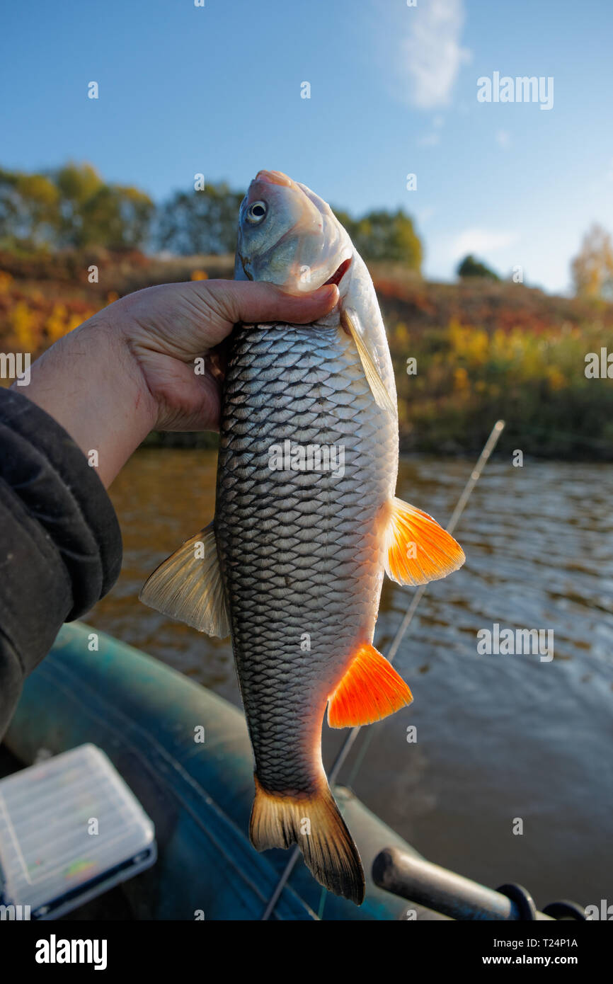 Chub fishing hi-res stock photography and images - Alamy