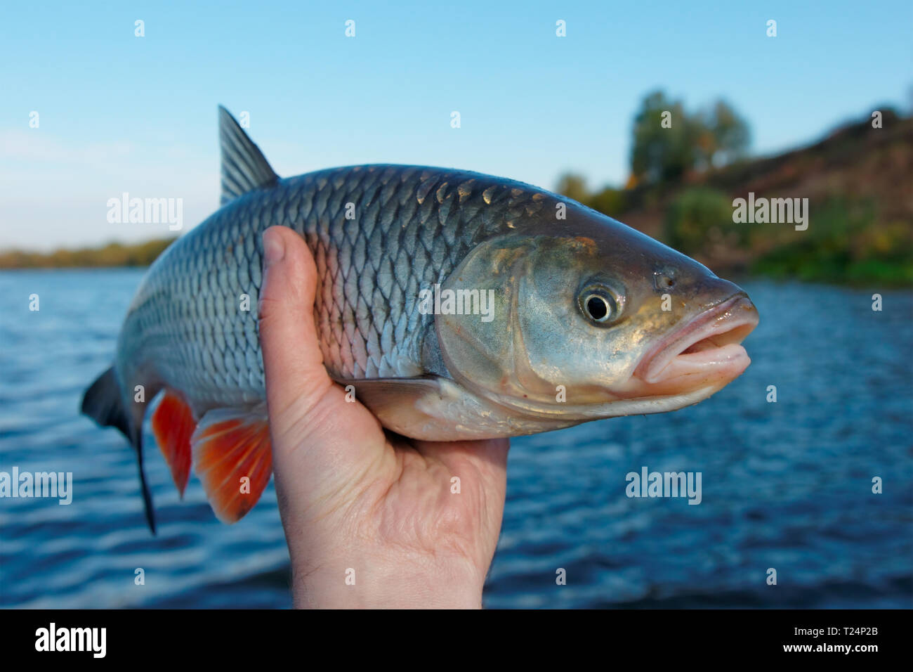 Really big chub in fisherman's hand Stock Photo - Alamy