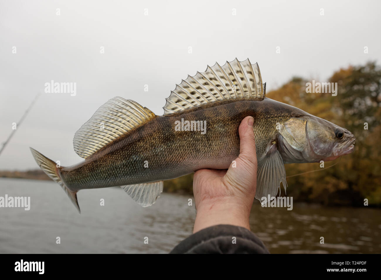 Water with caught pike hi-res stock photography and images - Alamy