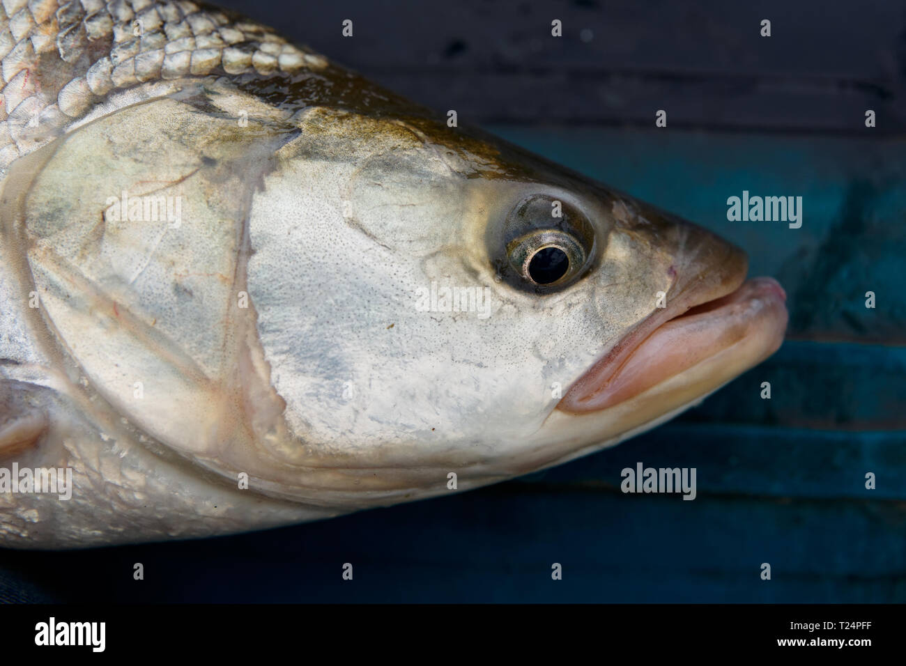 Asp fishing hi-res stock photography and images - Alamy