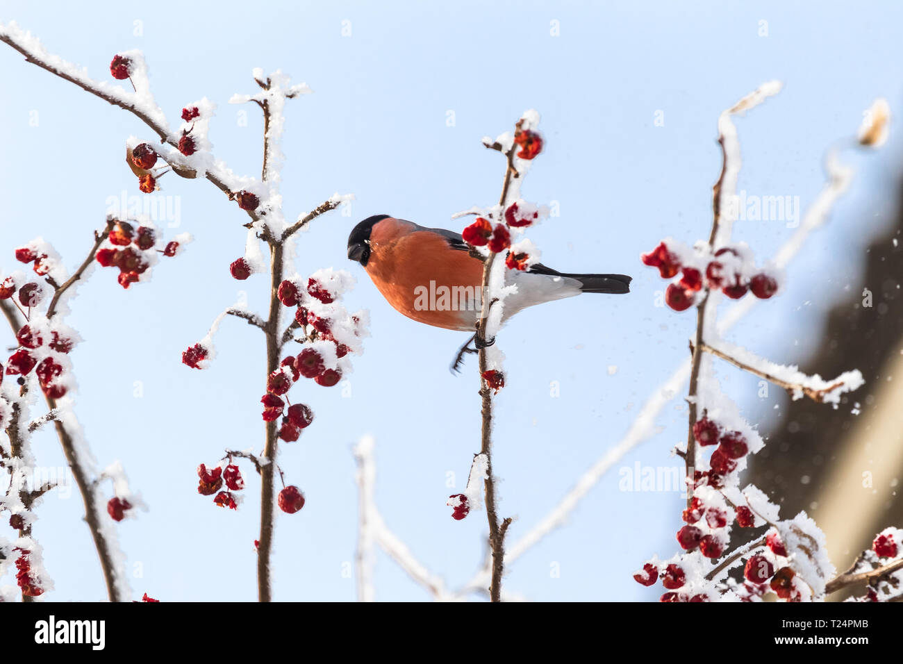 Bullfinch. Bird on the branch. Siberia, Russia Stock Photo - Alamy