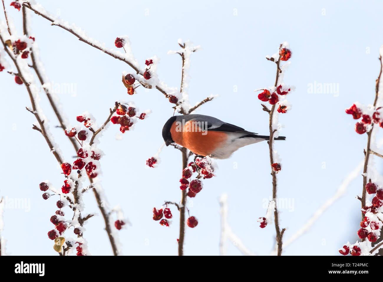 Red bullfinch on the branch. Siberia, Russia Stock Photo - Alamy