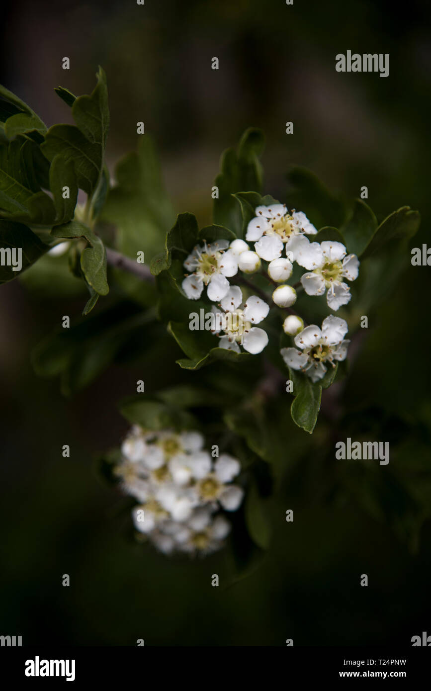 Azerole hi-res stock photography and images - Alamy