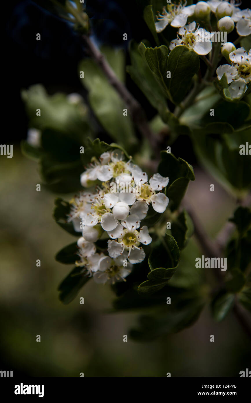 Crataegus azarolus hi-res stock photography and images - Alamy