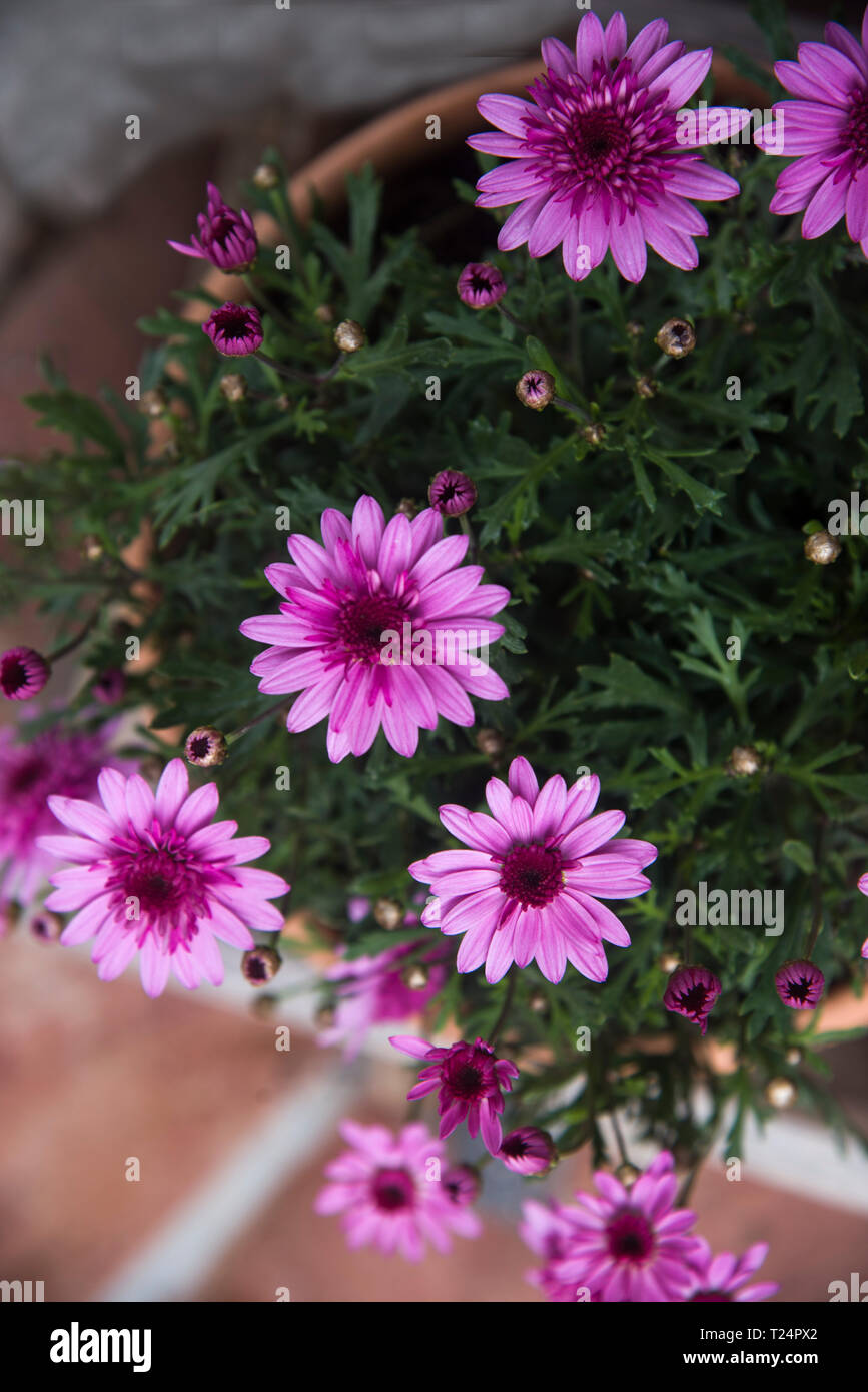Doble white flowers hi-res stock photography and images - Alamy
