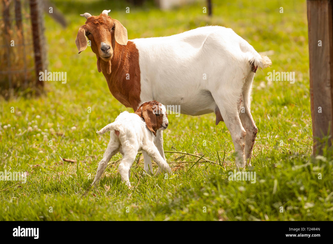 Goat farming australia High Resolution Stock Photography and Images - Alamy