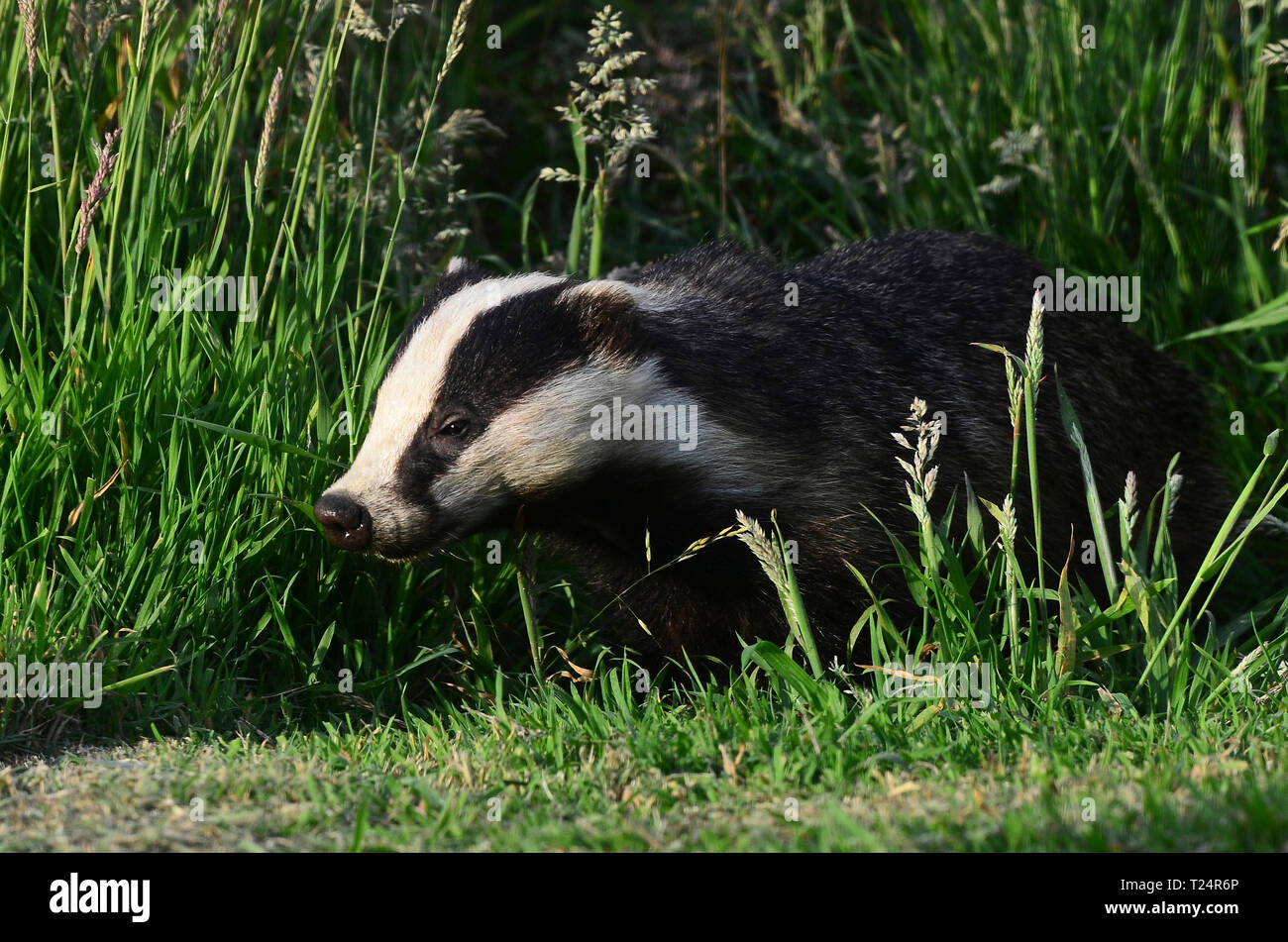 Badger sett dorset hi-res stock photography and images - Alamy