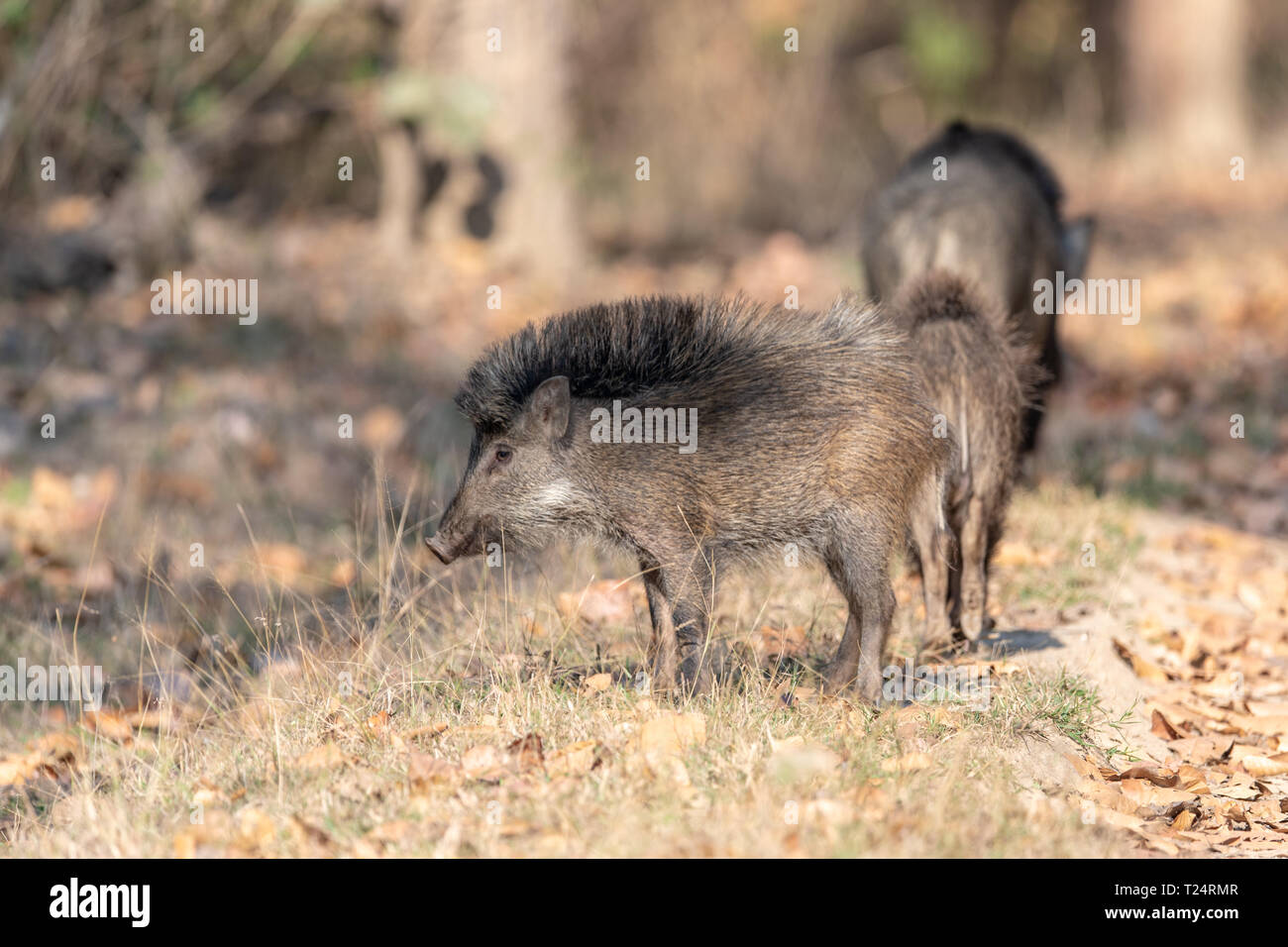 Wild boar (Sus sus davidi) in India Stock Photo - Alamy