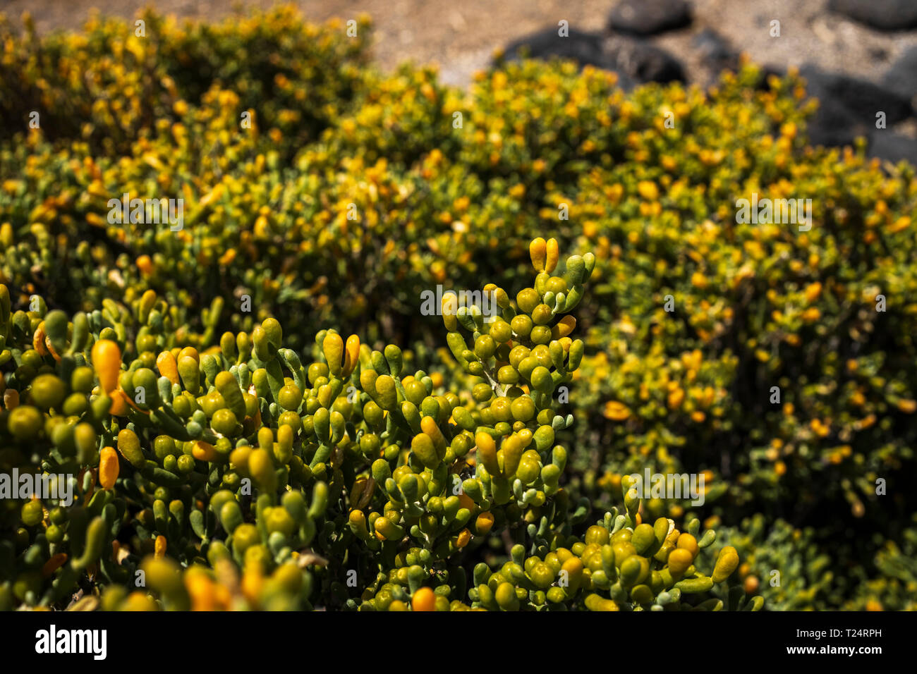 Zygophyllum fontanesii, bean caper, creosote bush, growing in the ...
