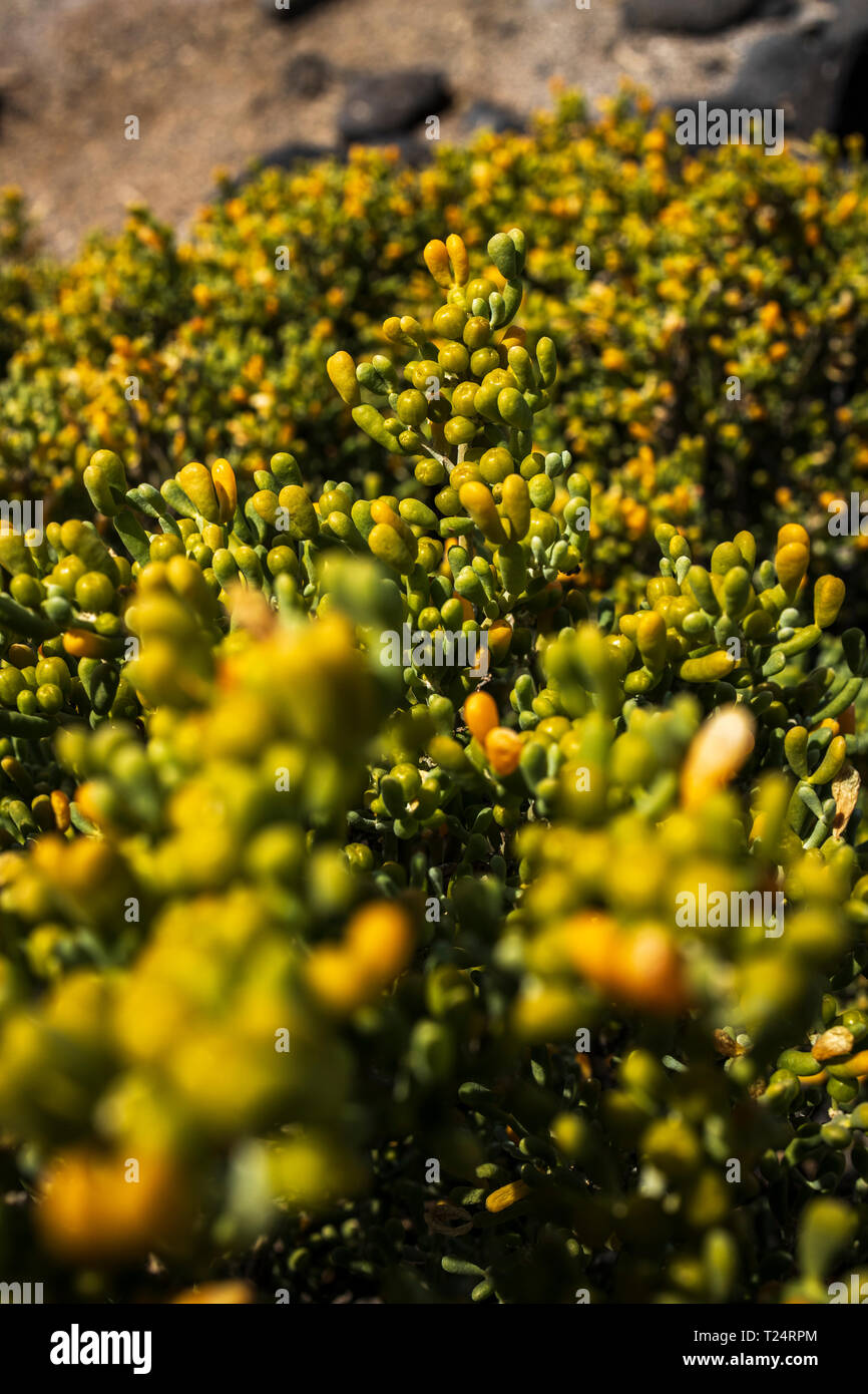 Zygophyllum fontanesii, bean caper, creosote bush, growing in the ...
