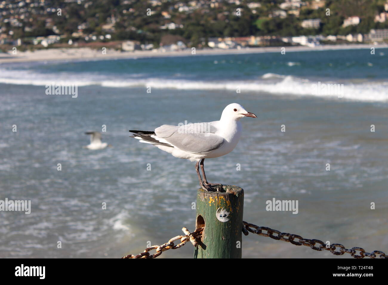 Seagull on the Beach Stock Photo - Alamy