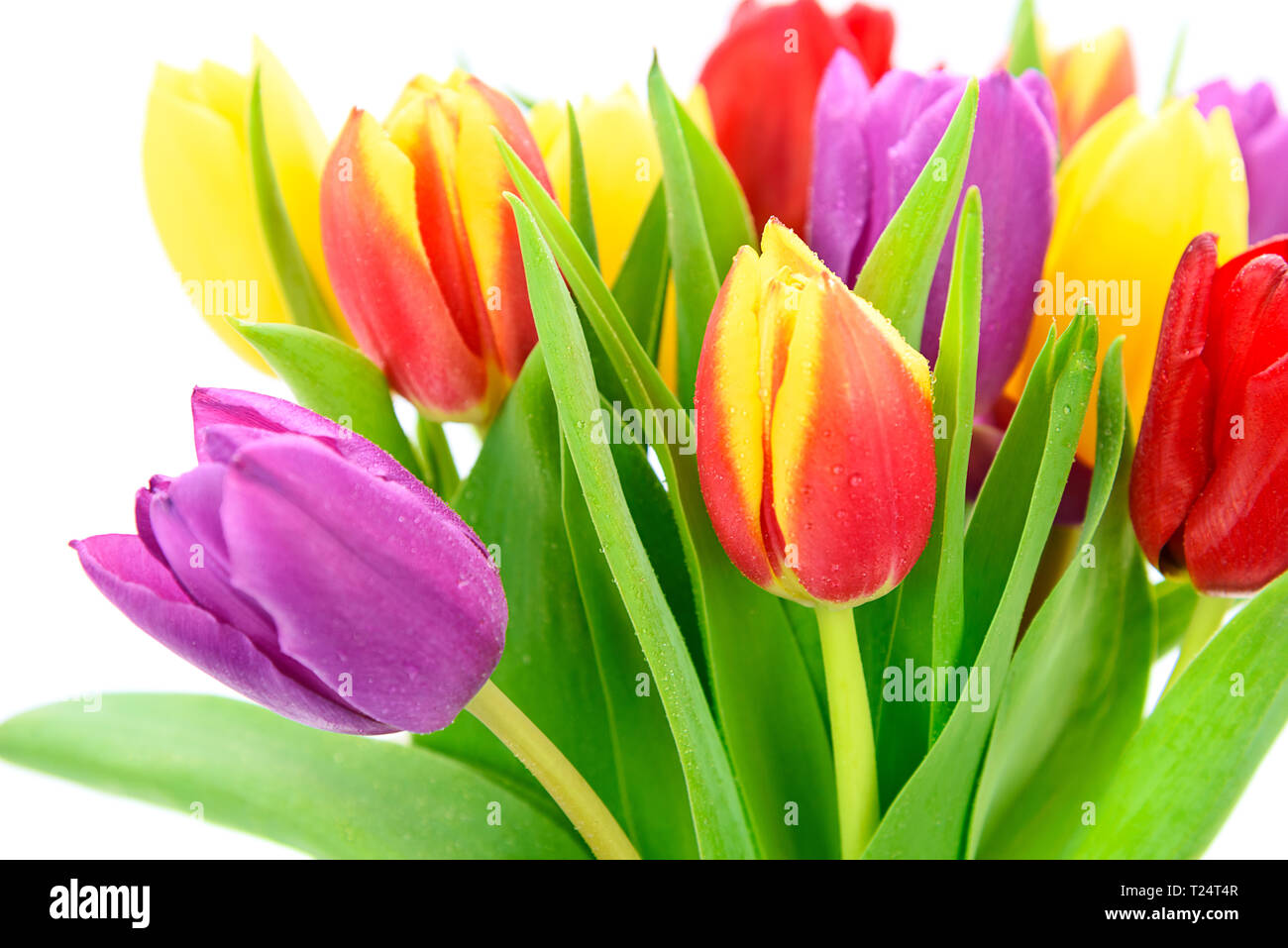 Bouquet of fresh multi colored tulips flowers isolated on a white ...