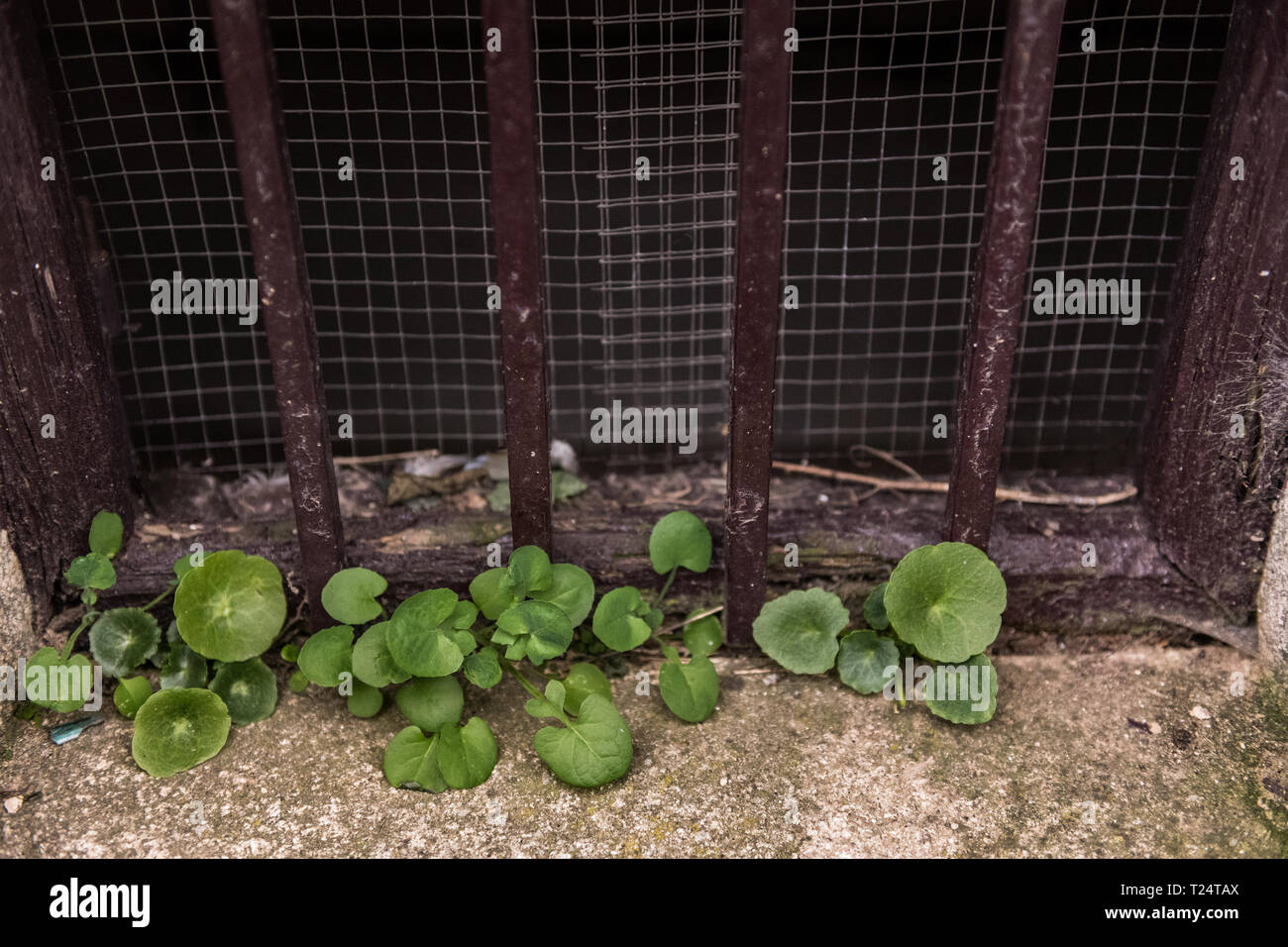 Plants growing from the stone of a basement window of a building in the ...