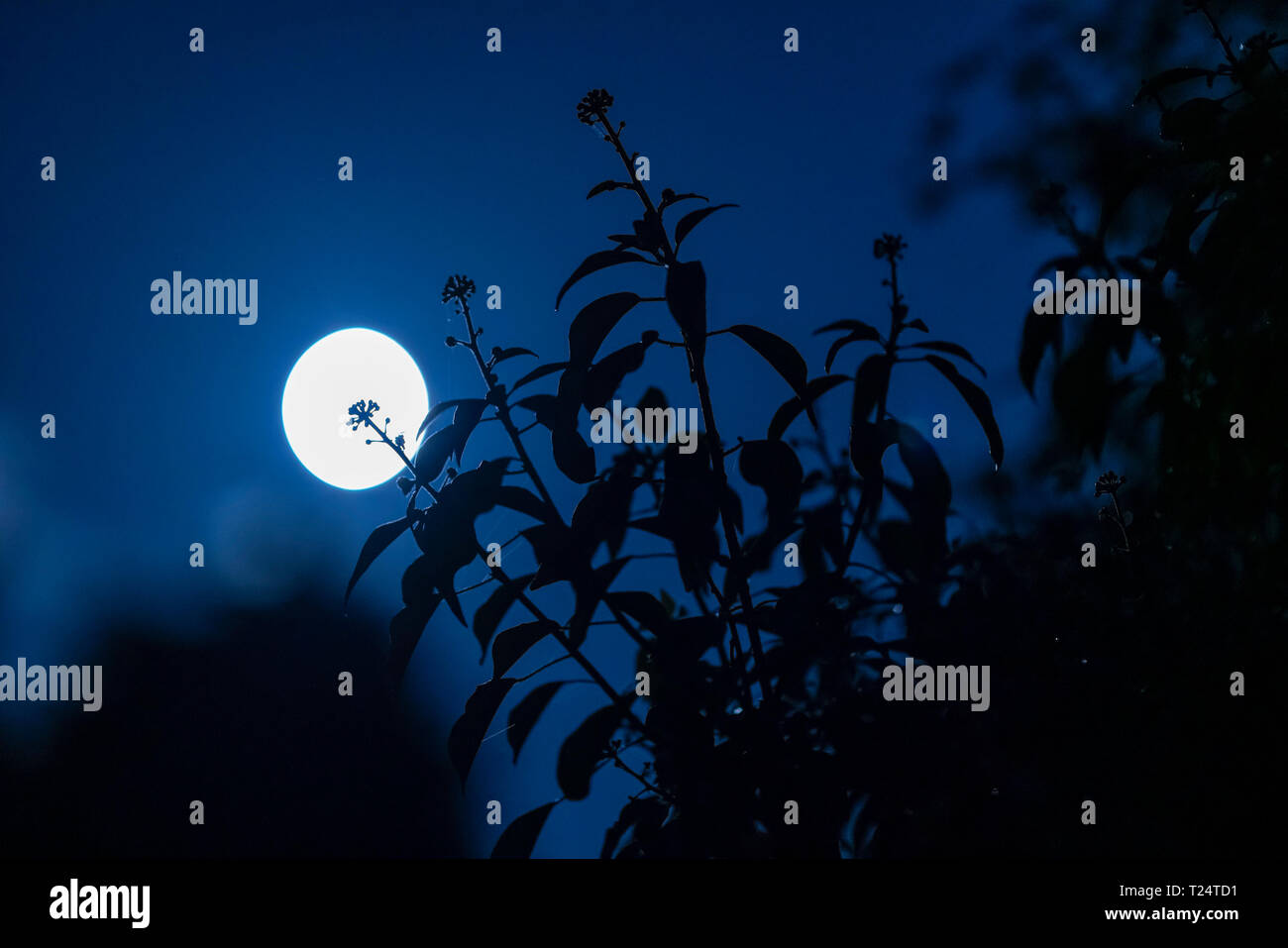 Supermoon calendar hi-res stock photography and images - Alamy