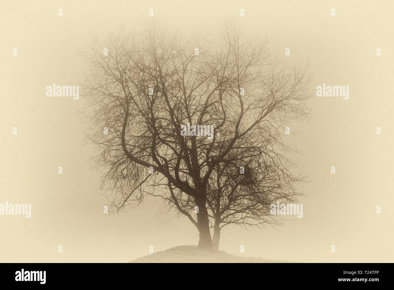 Single leafless tree in a deep fog on a hill ( vintage sepia effect ...