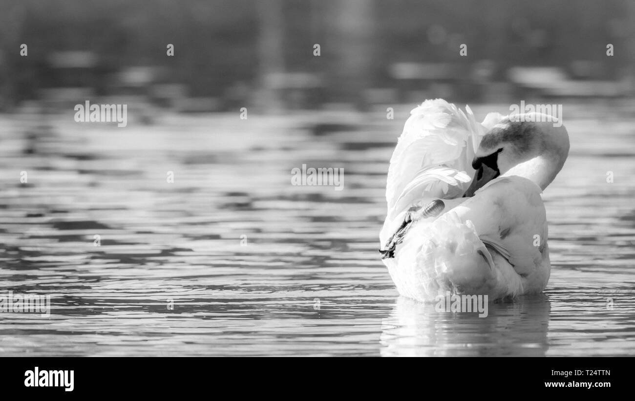 Black and white of swan wash body at the lake Stock Photo - Alamy