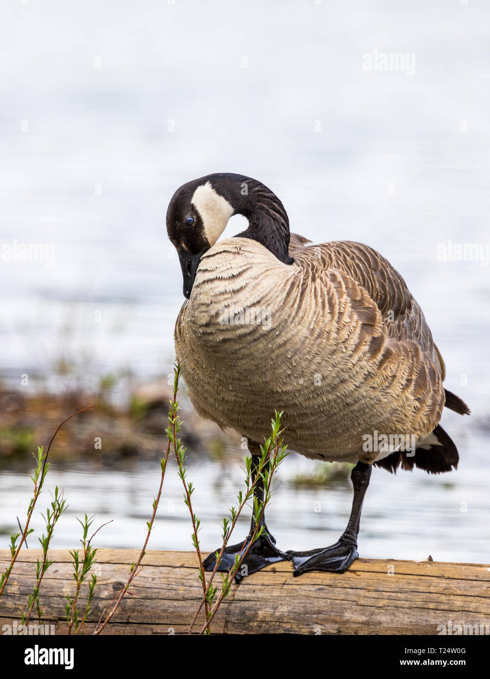 Beaver goose hi-res stock photography and images - Alamy