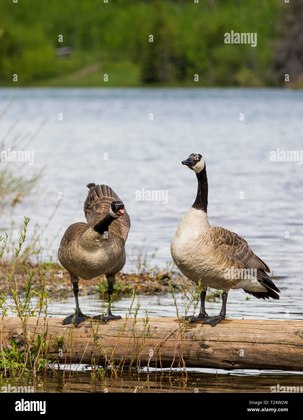 Canada Geese bathing and interacting Stock Photo - Alamy