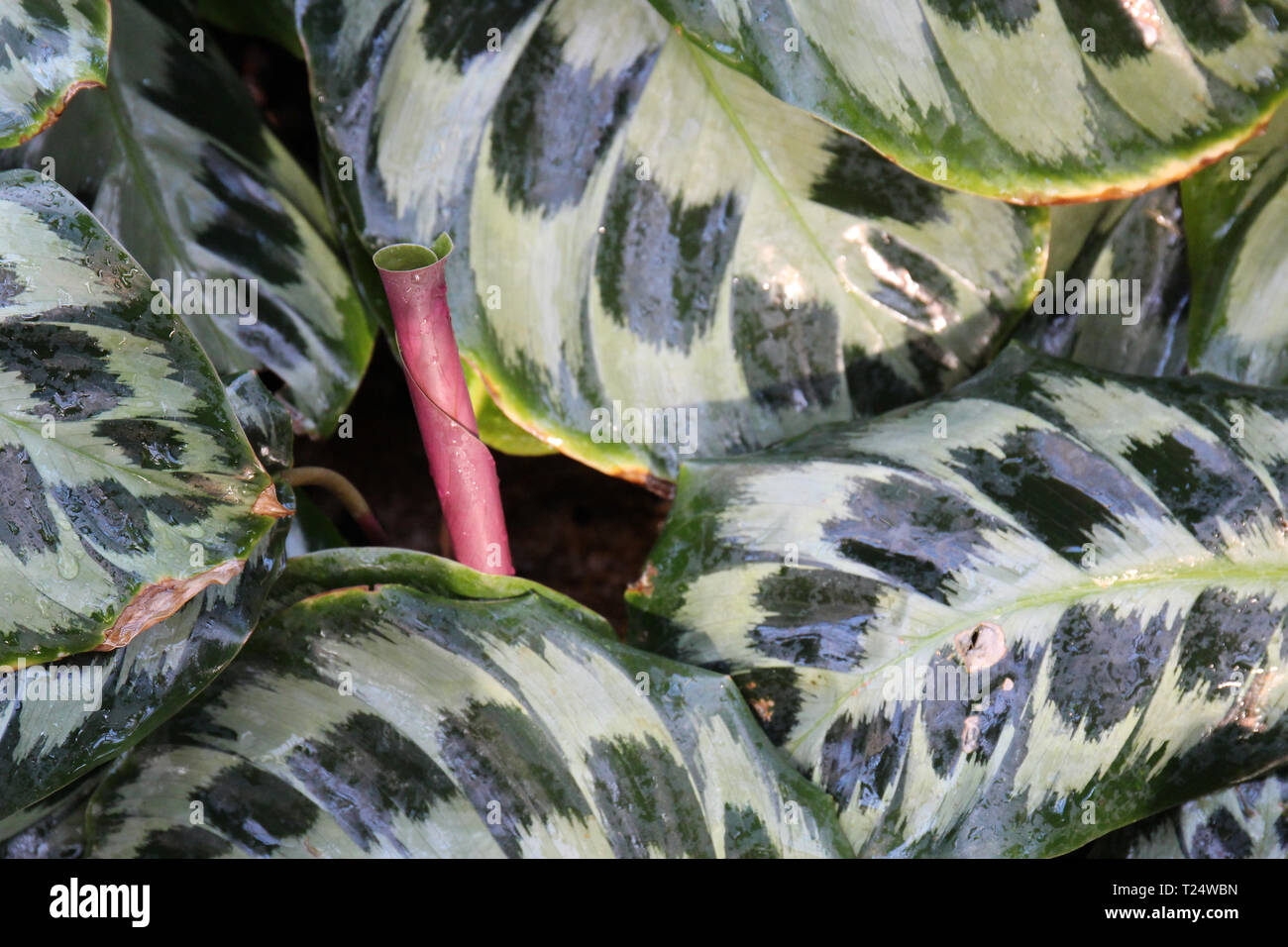 Unfurled leaf hi-res stock photography and images - Alamy