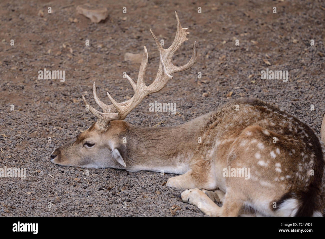 Portrait of a male fallow deer resting it's head on the ground Stock ...