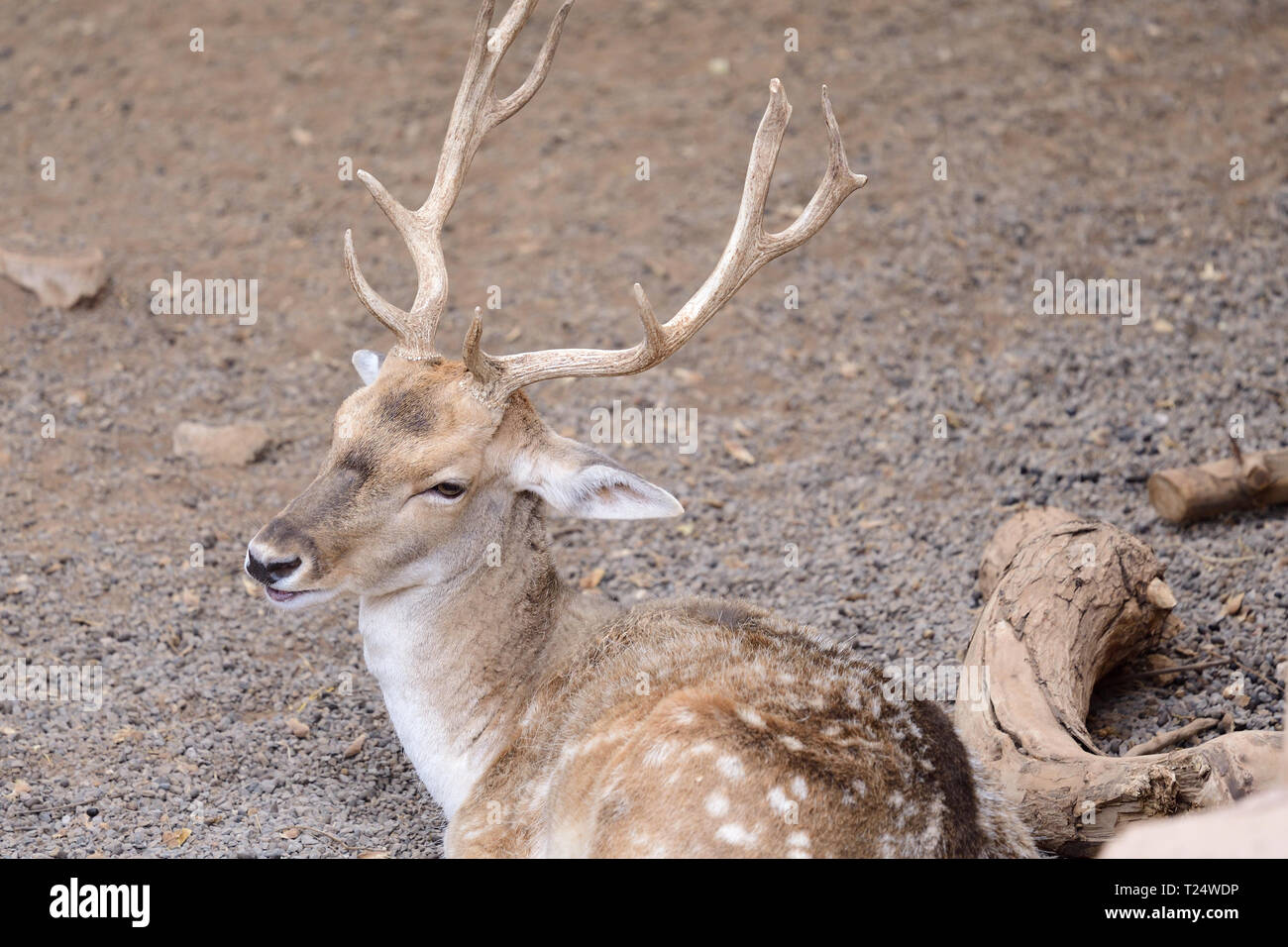 Portrait of a male fallow deer sitting on the ground Stock Photo - Alamy