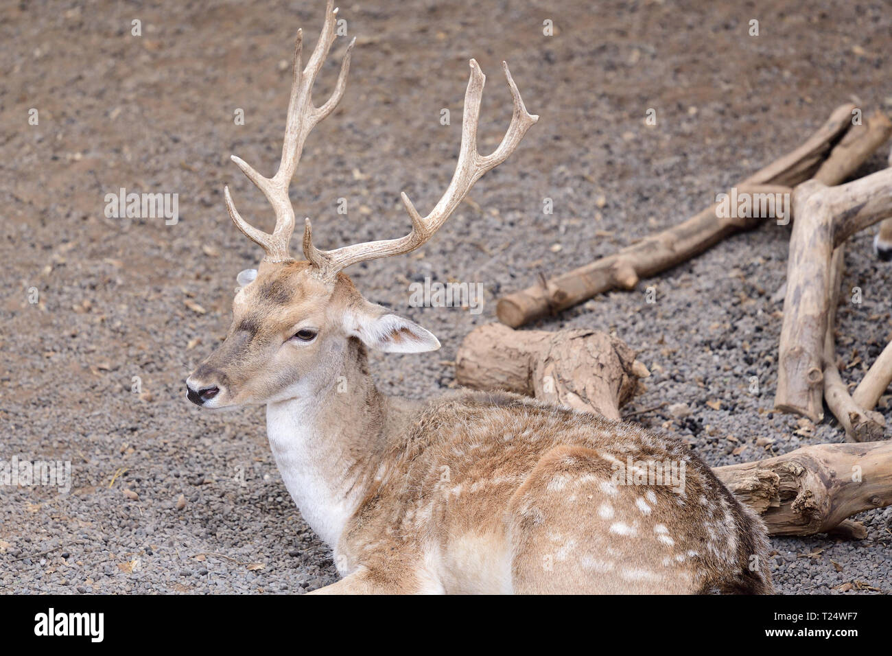Portrait of a male fallow deer sitting on the ground Stock Photo - Alamy
